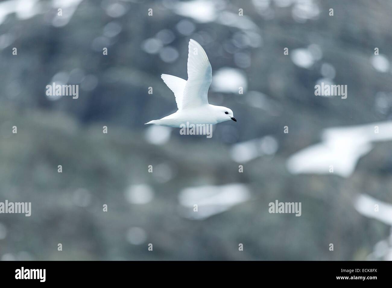 South Atlantic Ocean, South Georgia Island, snow petrel (Pagodroma ...