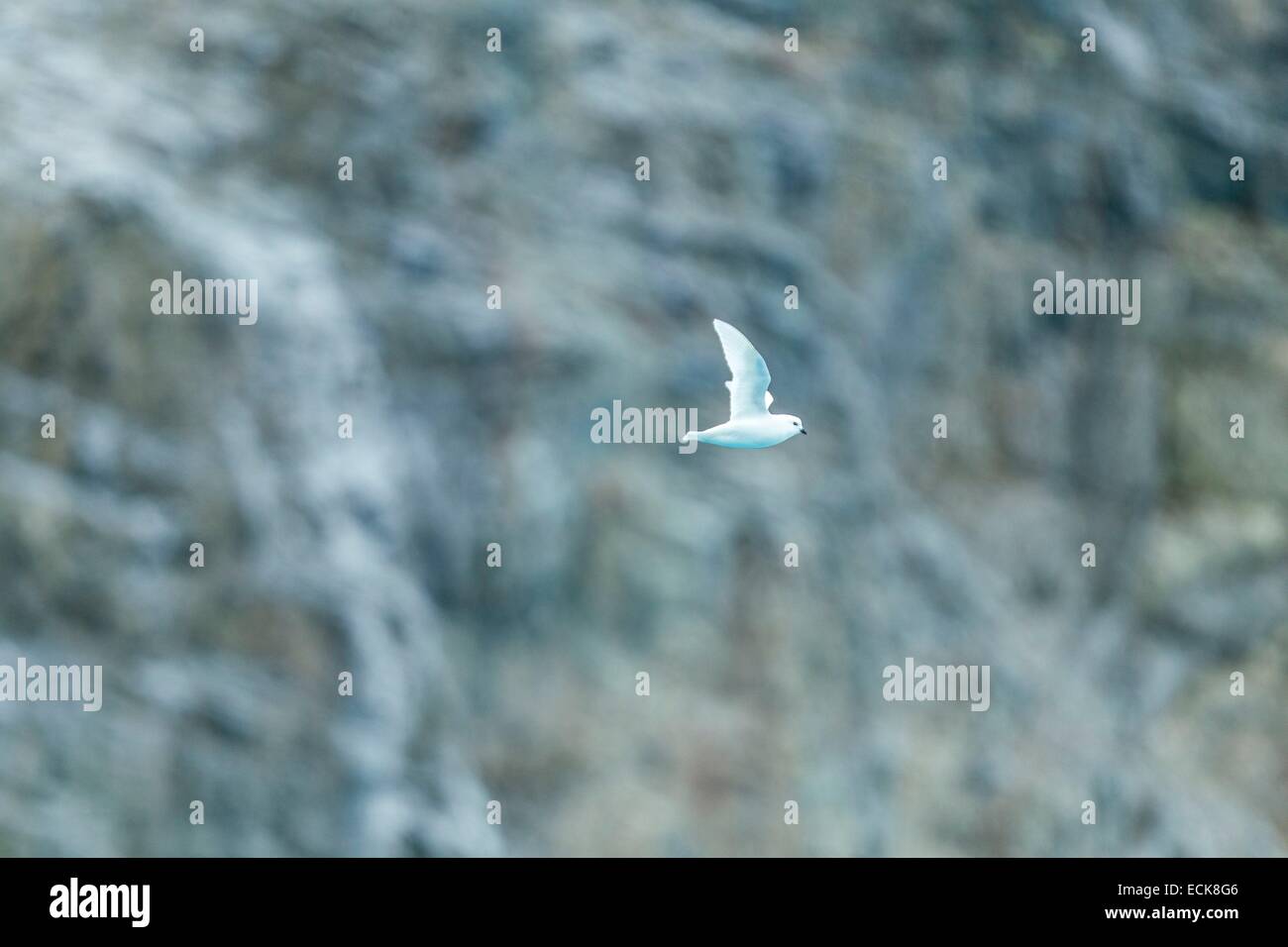 South Atlantic Ocean, South Georgia Island, snow petrel (Pagodroma ...