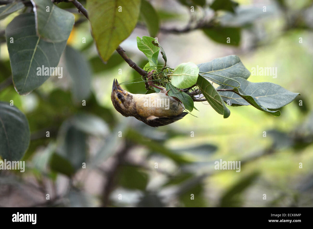 Baya weaver bird nest hi-res stock photography and images - Alamy
