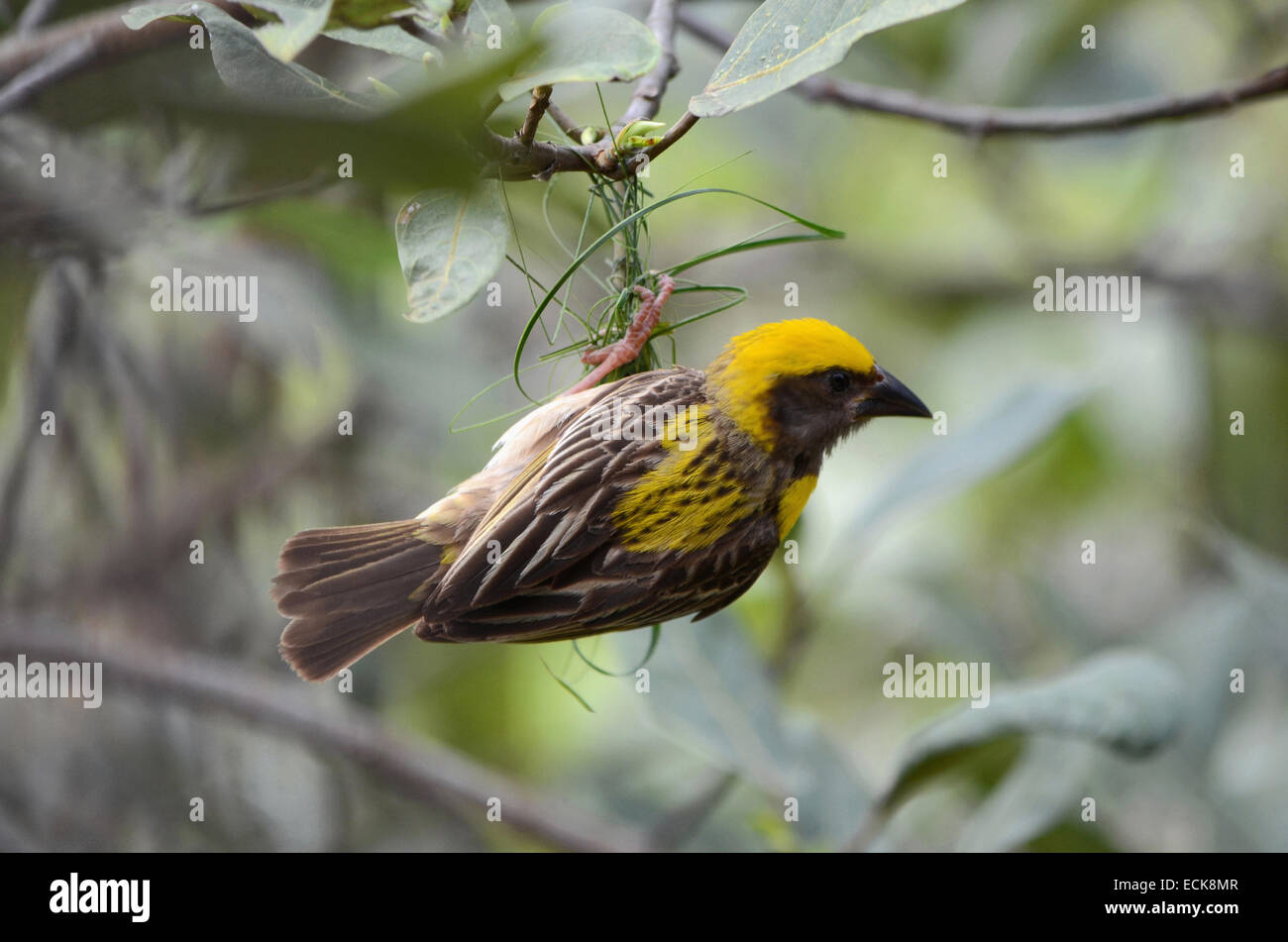 Baya weaver bird building a nest, Maharashtra, India Stock Photo - Alamy