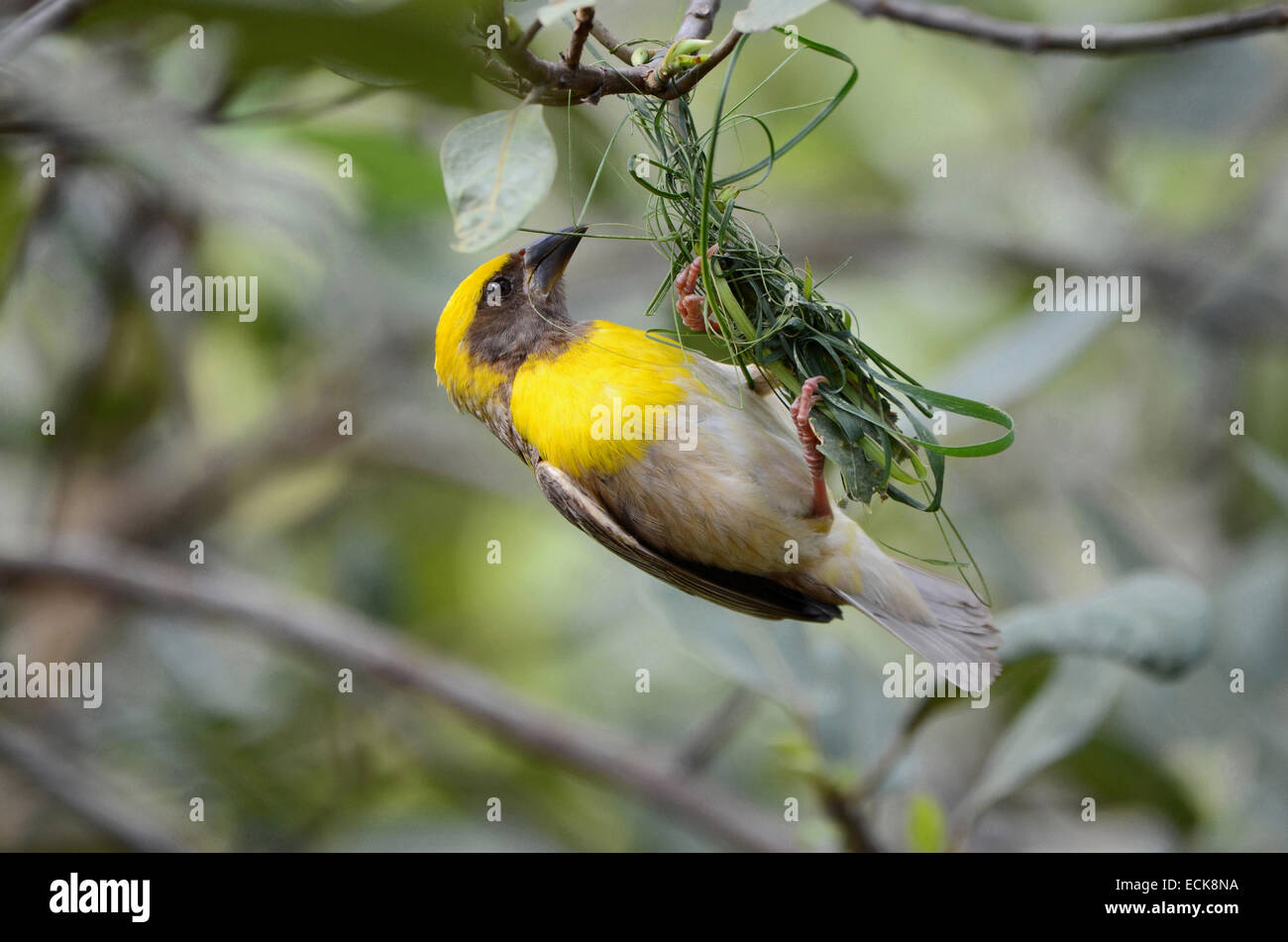 Baya weaver bird building a nest, Maharashtra, India Stock Photo - Alamy