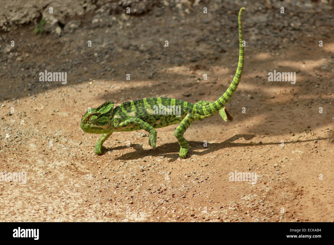 Indian chameleon chamaeleo zeylanicus only hi-res stock photography and ...
