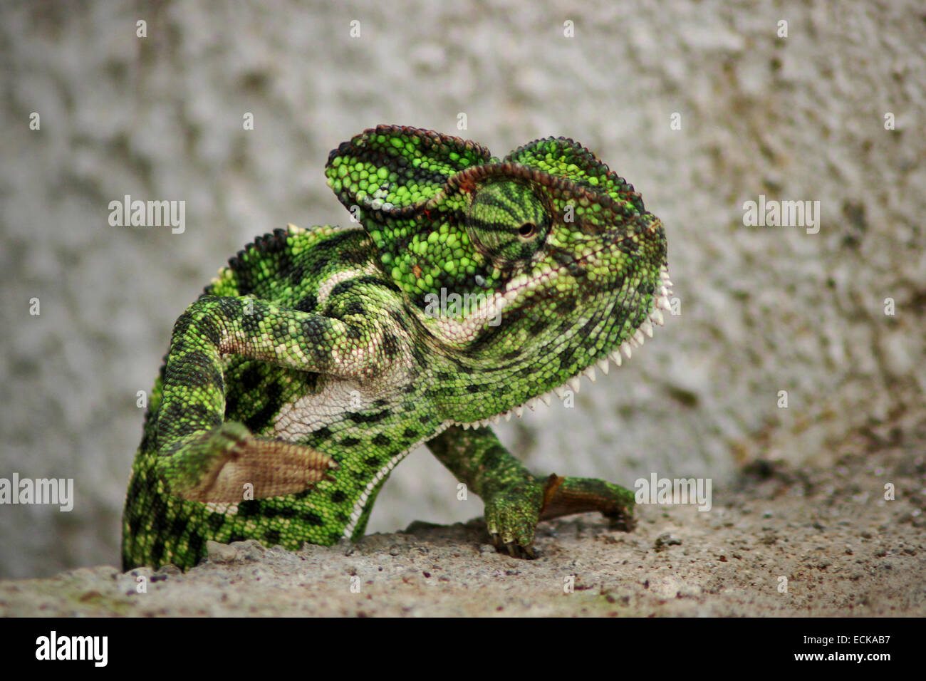Indian chameleon chamaeleo zeylanicus only hi-res stock photography and ...