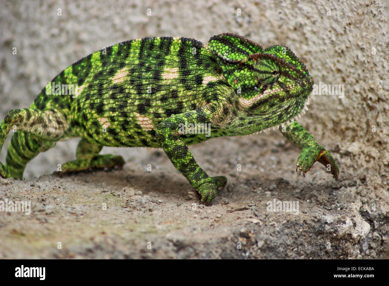 The Indian Chameleon High Resolution Stock Photography and Images - Alamy