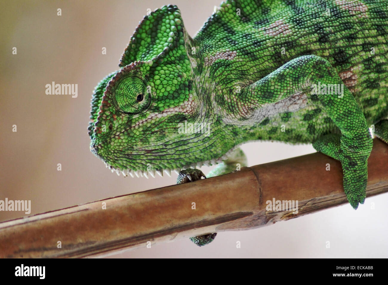 Indian chameleon chamaeleo zeylanicus only hi-res stock photography and ...