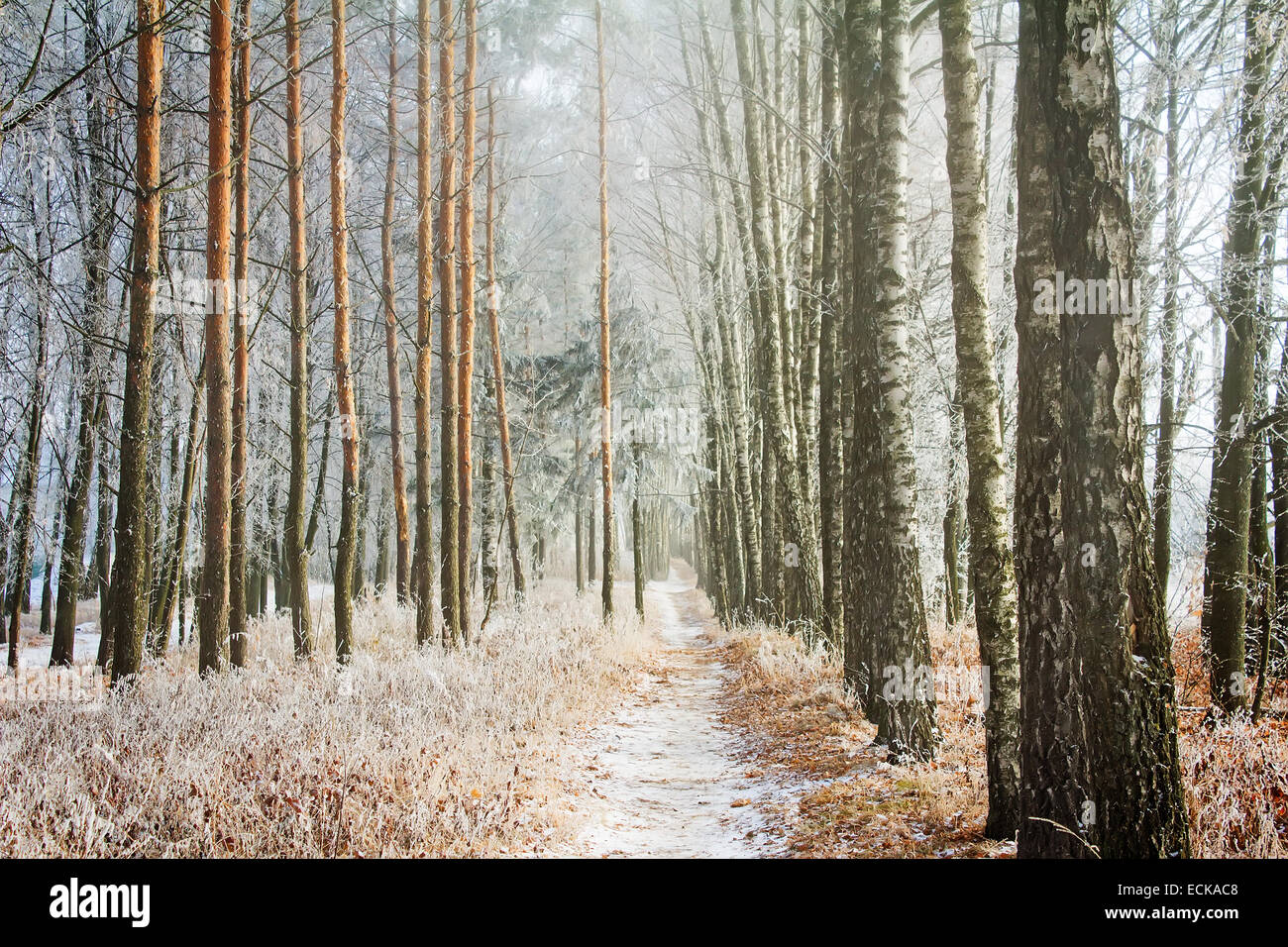 Pine trees coated with frost hi-res stock photography and images - Alamy