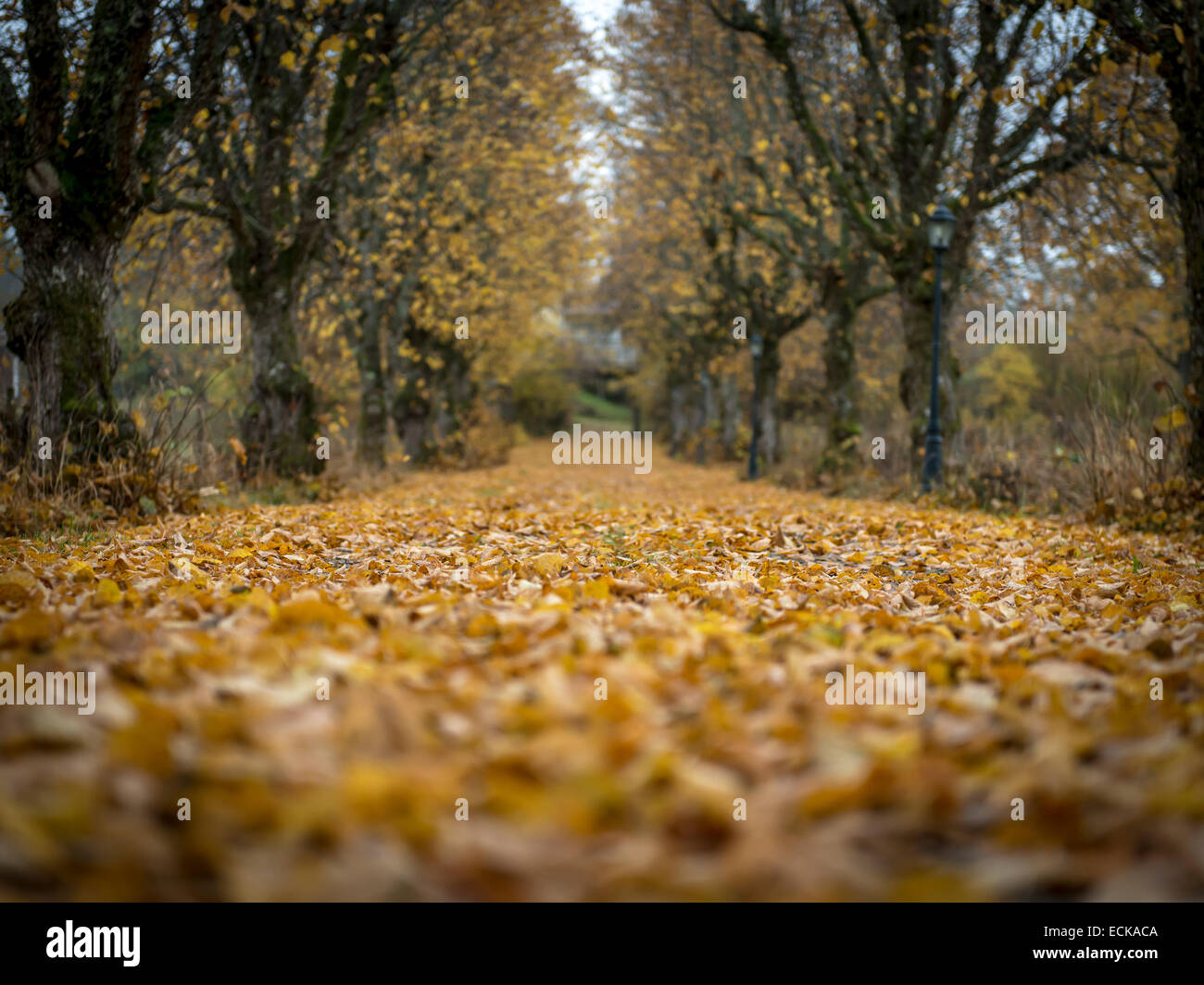 Swedish autumn hi-res stock photography and images - Alamy