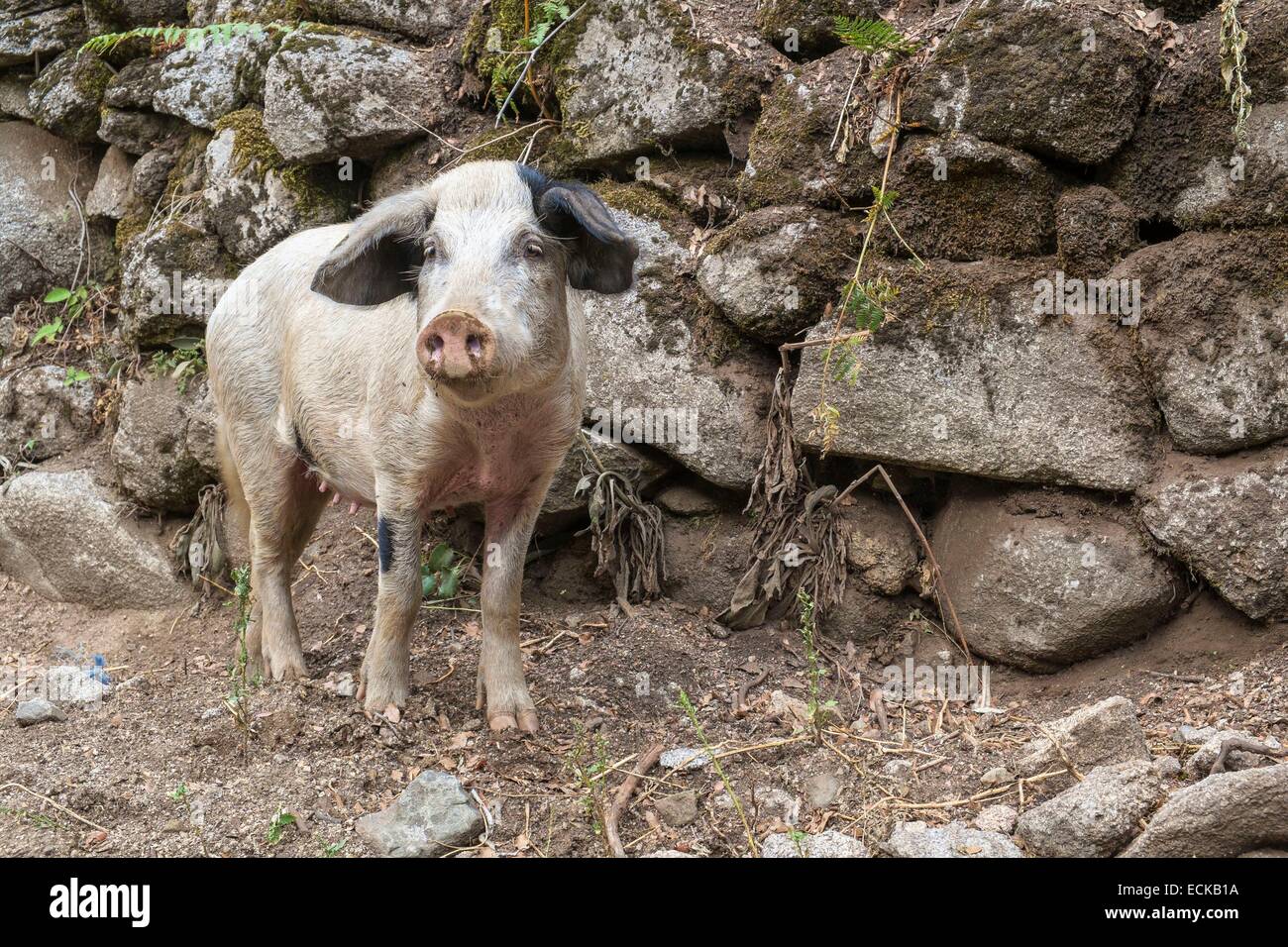 France, Corse-du-Sud, Alta Rocca region, Aullene, corsican pigs in the ...