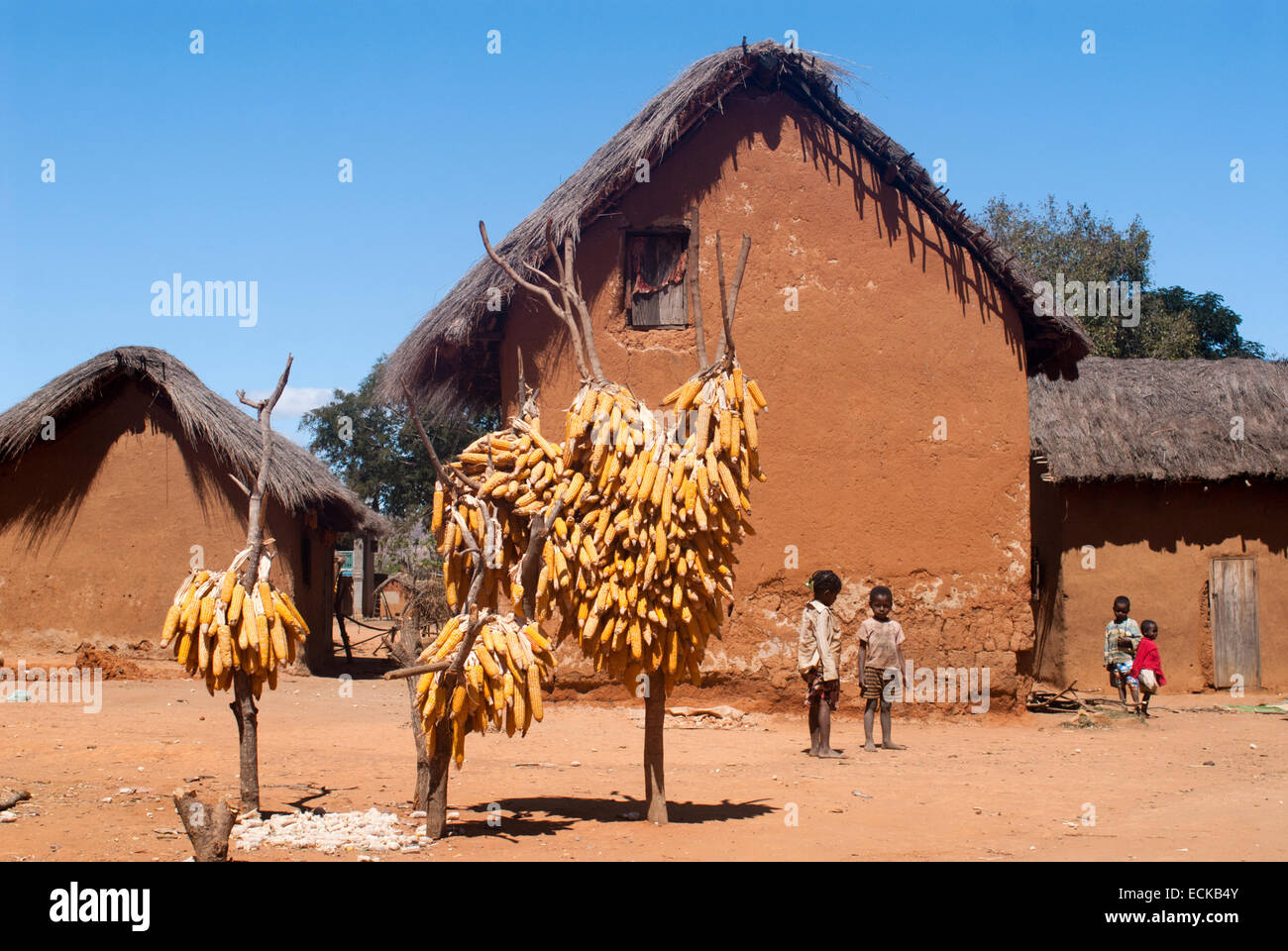 Vohitsoaka hi-res stock photography and images - Alamy