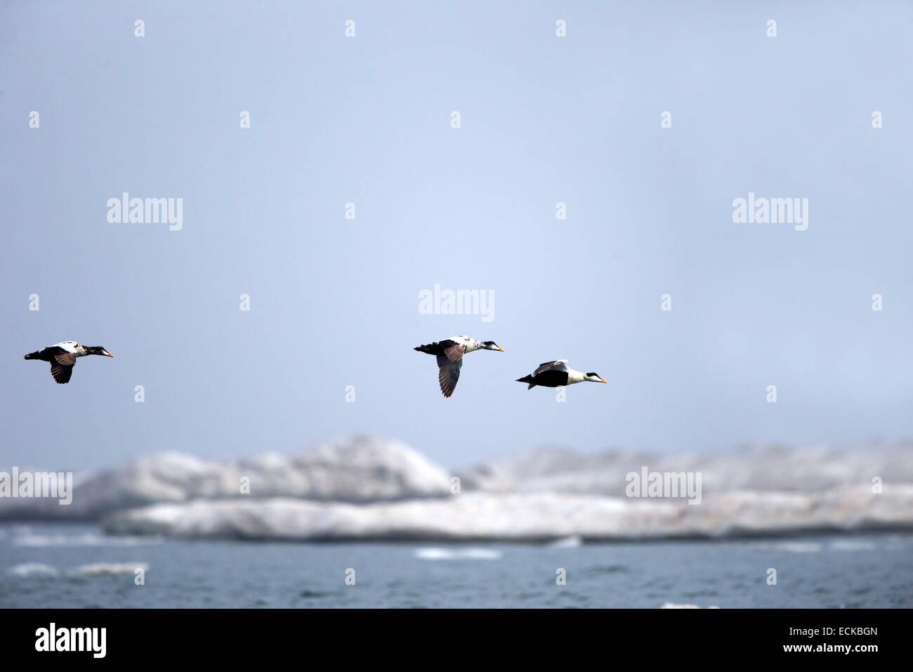 Ice age in north america hi-res stock photography and images - Alamy