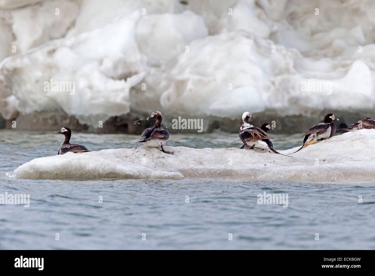Arctic duck hi-res stock photography and images - Alamy