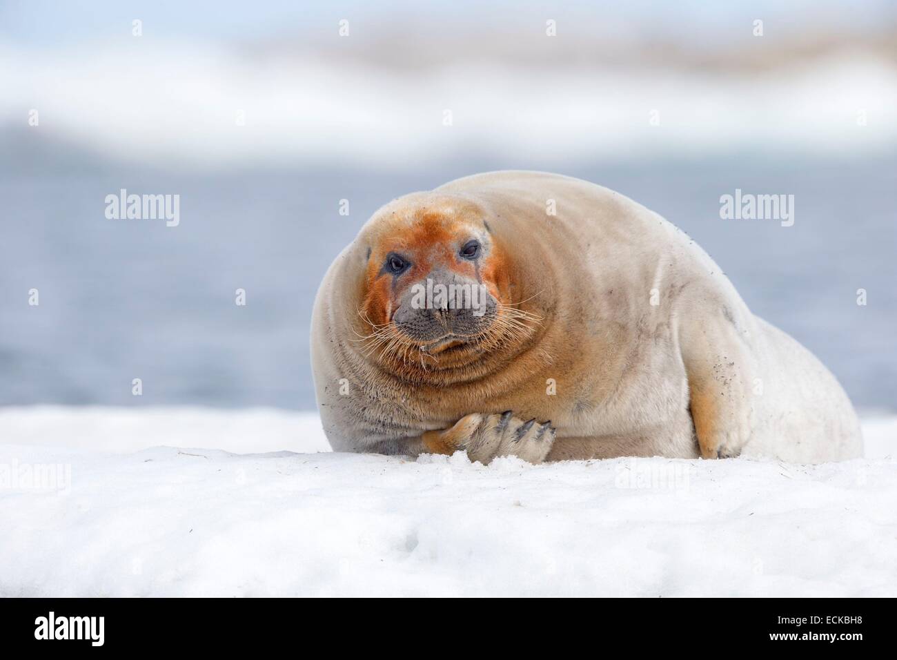 Bearded seal beaufort sea alaska hi-res stock photography and images ...