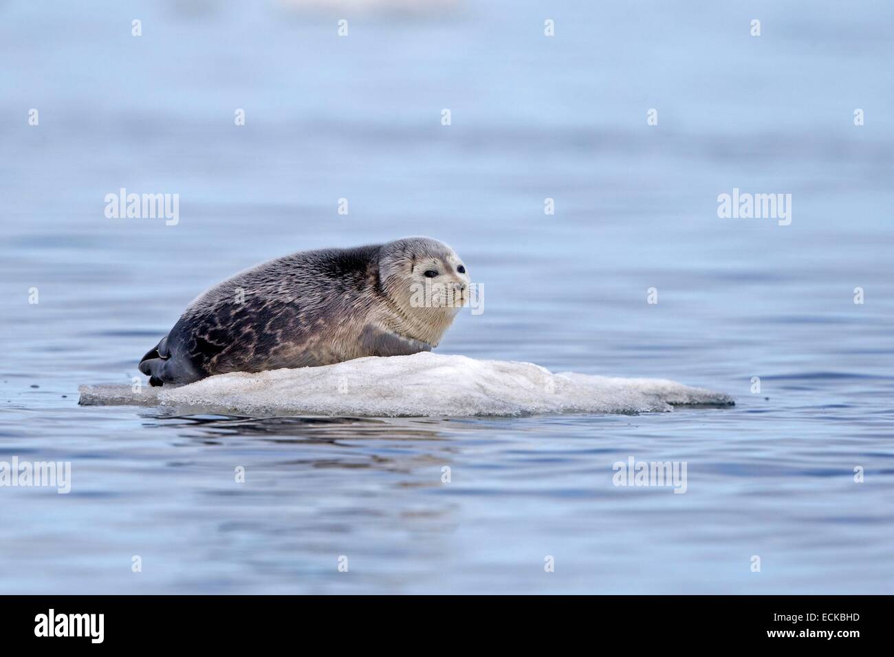 Ringed seal arctic hi-res stock photography and images - Alamy
