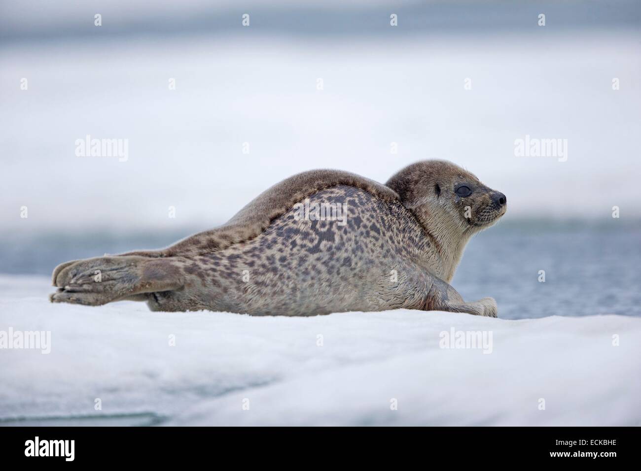 Ringed seal arctic hi-res stock photography and images - Alamy