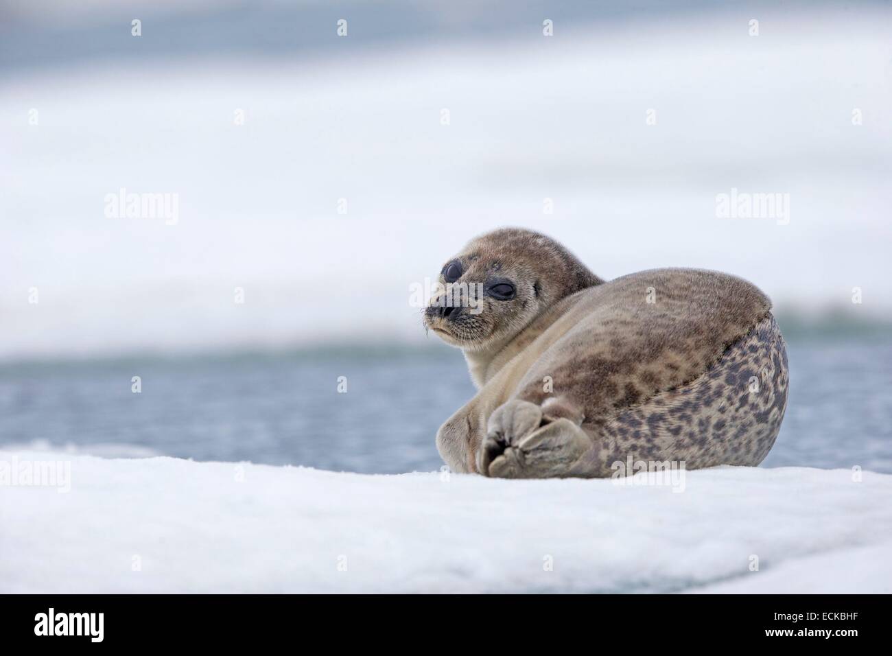 Ringed seal arctic hi-res stock photography and images - Alamy