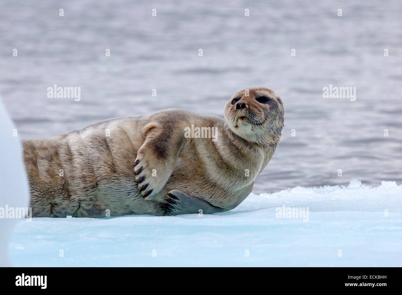 Ringed seal arctic hi-res stock photography and images - Alamy