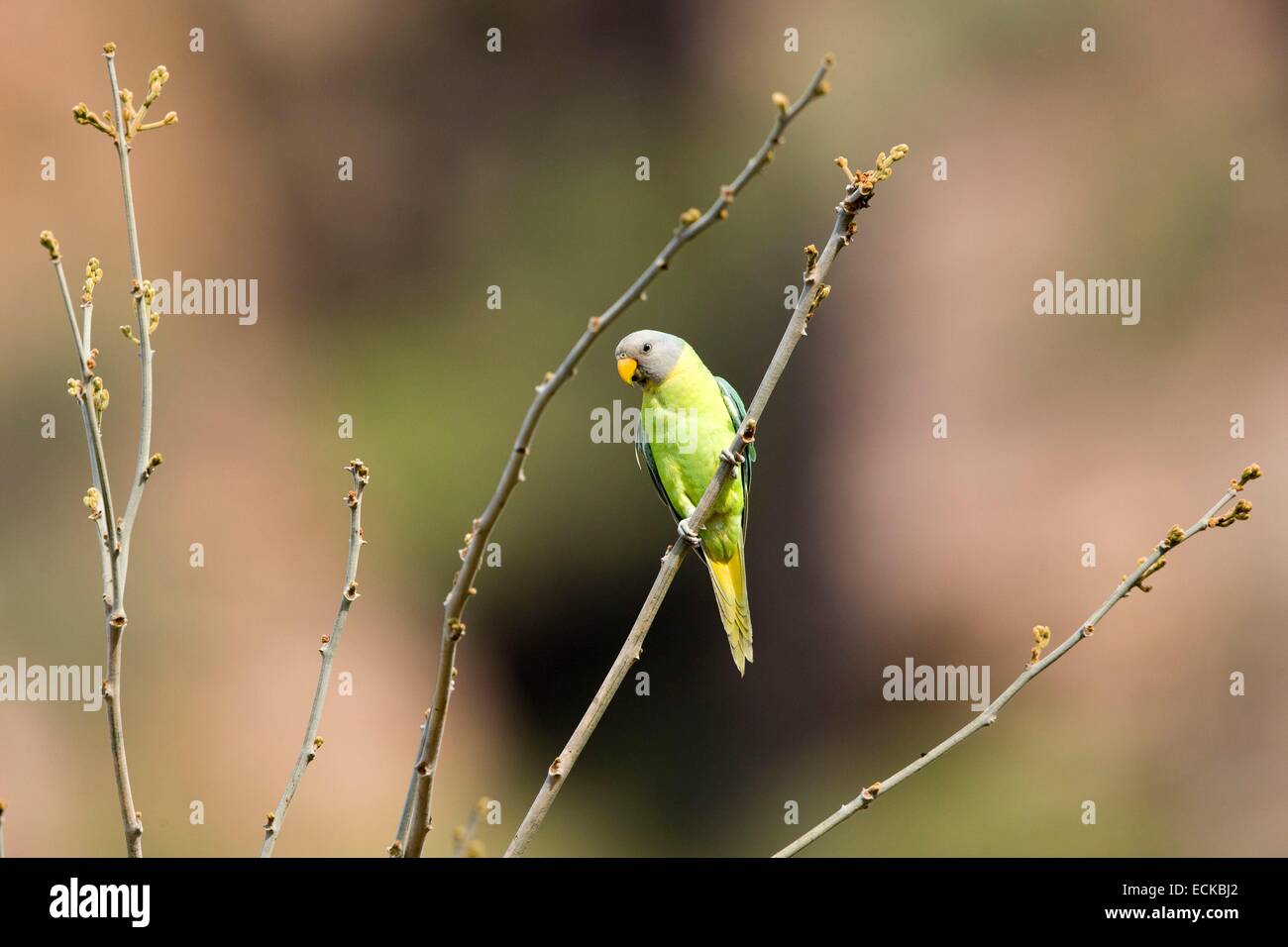 Plum headed parakeet hi-res stock photography and images - Alamy