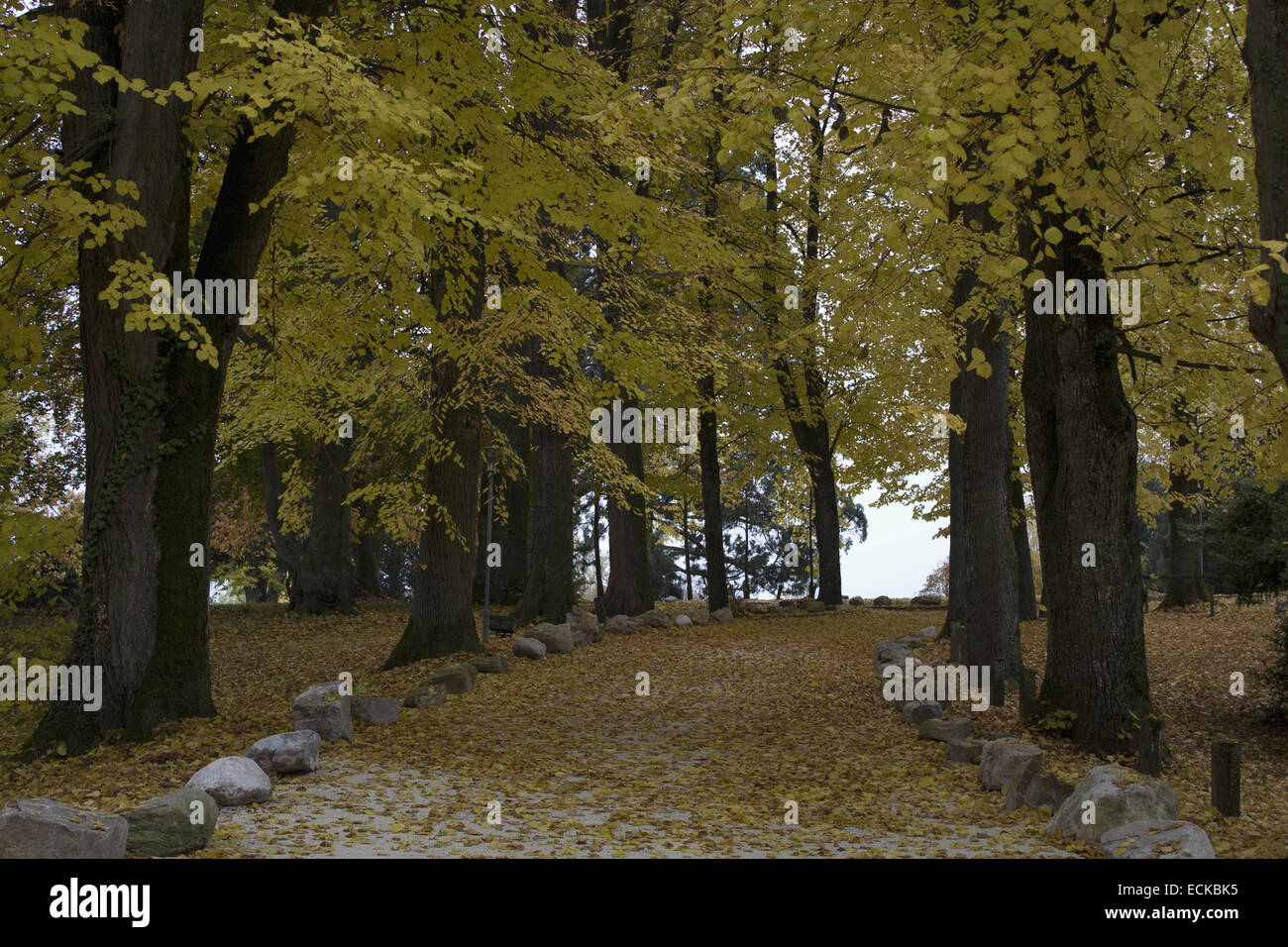 Lonely park road with dry leaves in Gmunden, Austria Stock Photo - Alamy