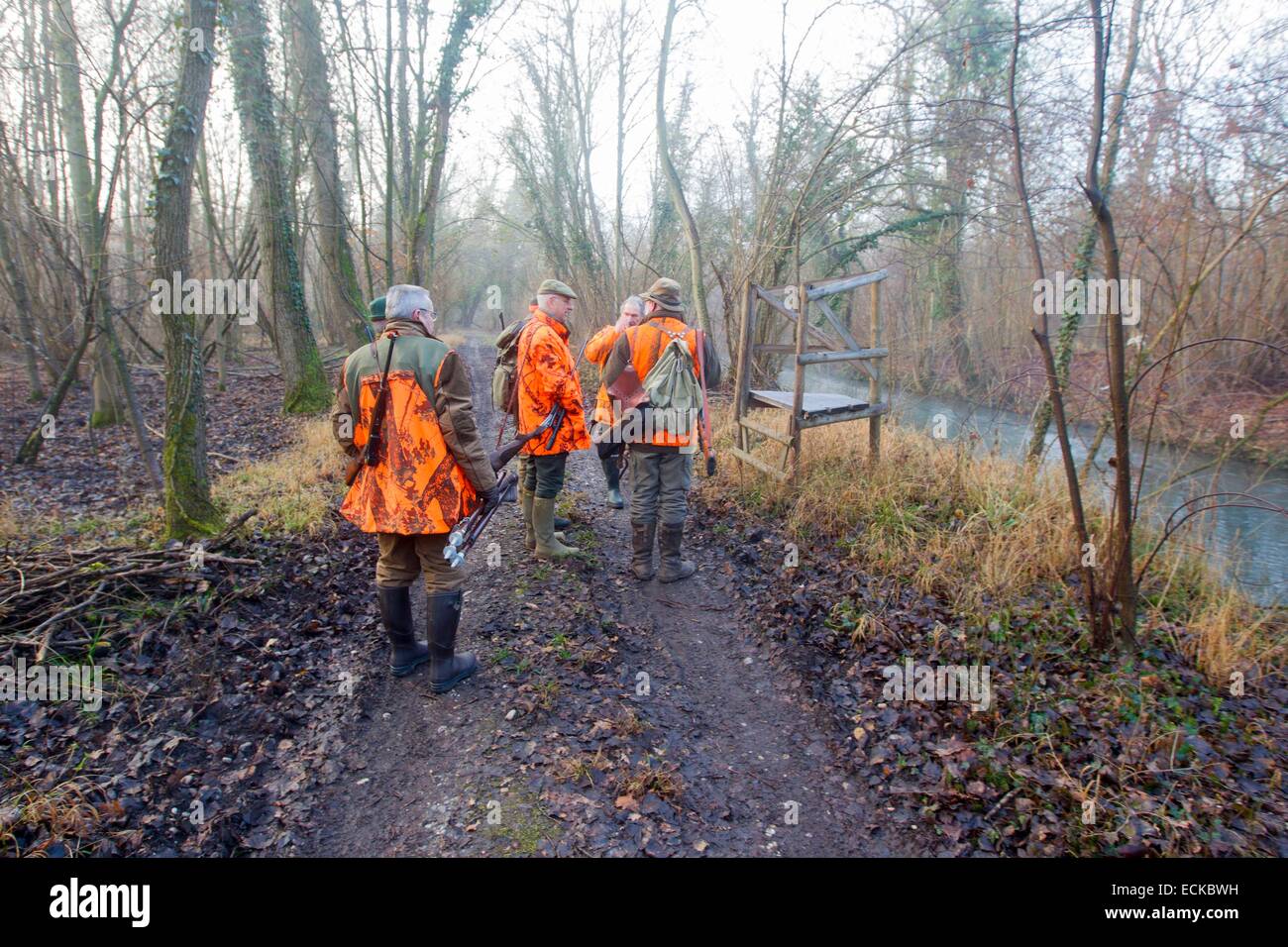 France, Alsace, Rhine forest, hunting big game, going to the post of ...