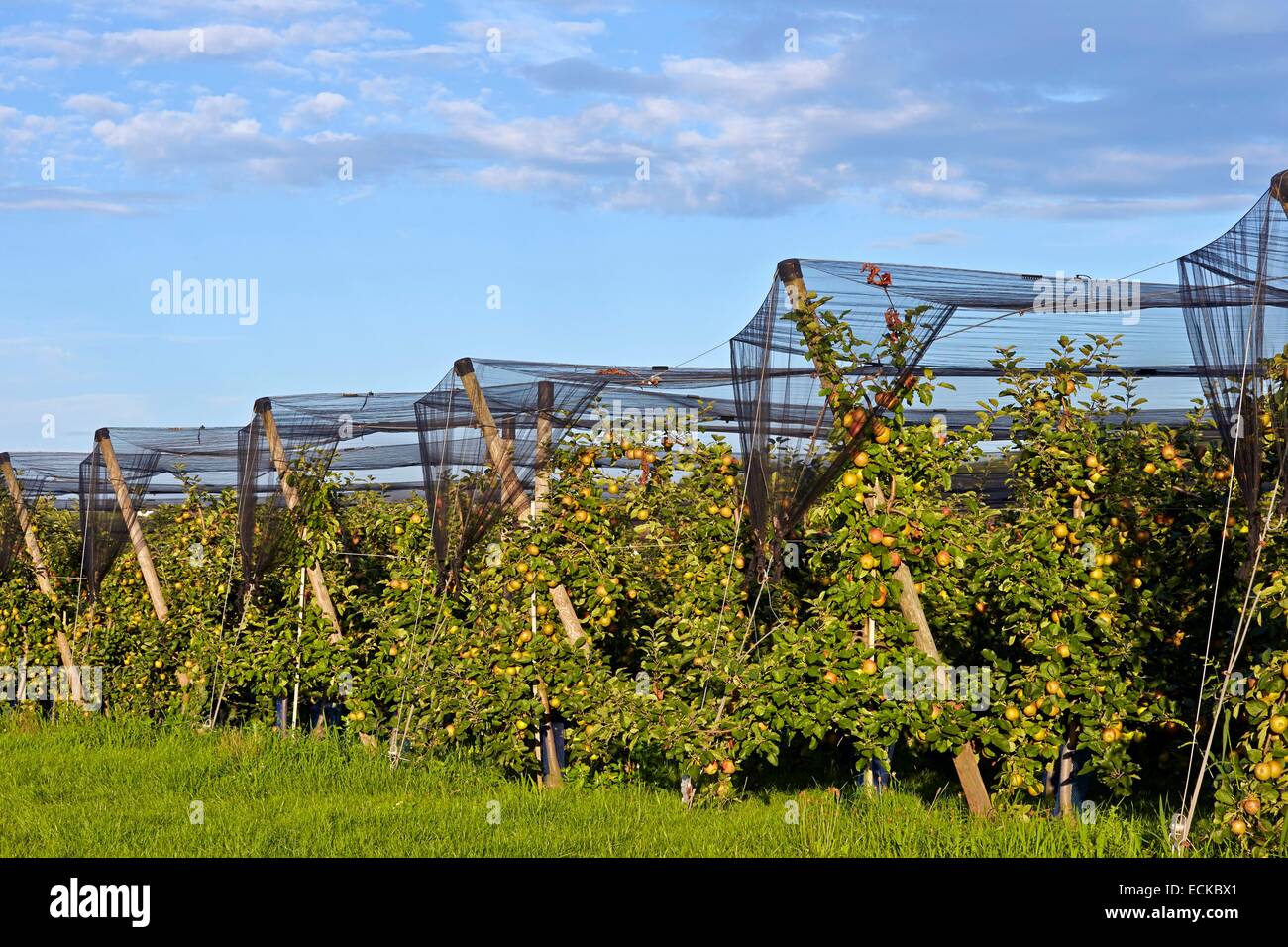 Orchard variety hi-res stock photography and images - Alamy