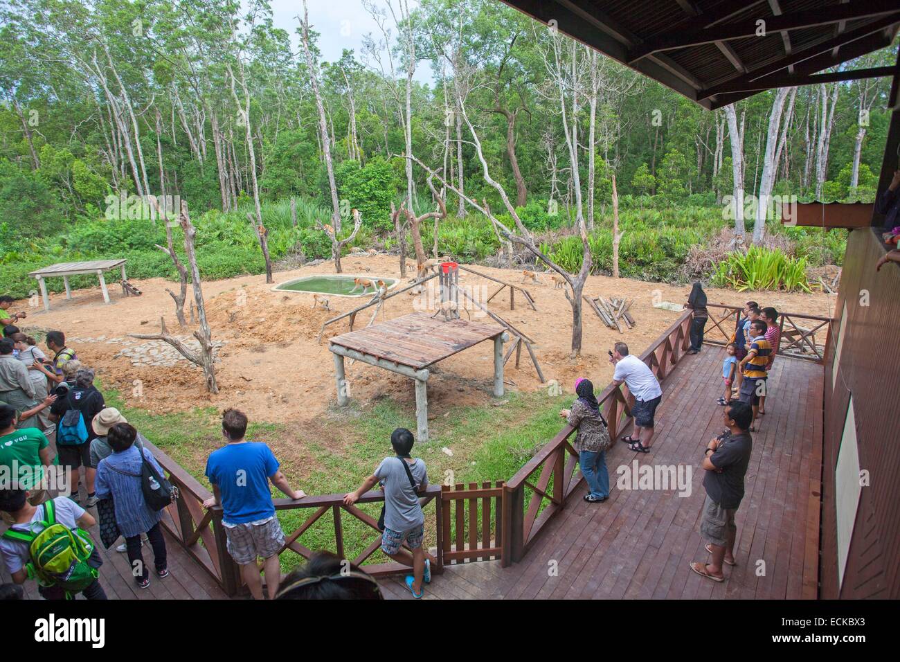 Malaysia, Sabah federal state, Labuk Bay, Proboscis monkey or long ...