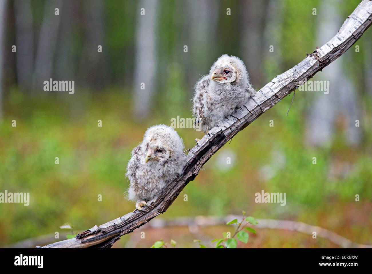 Finland, Kuhmo area, Kajaani, Ural owl (Strix uralensis, young just ...