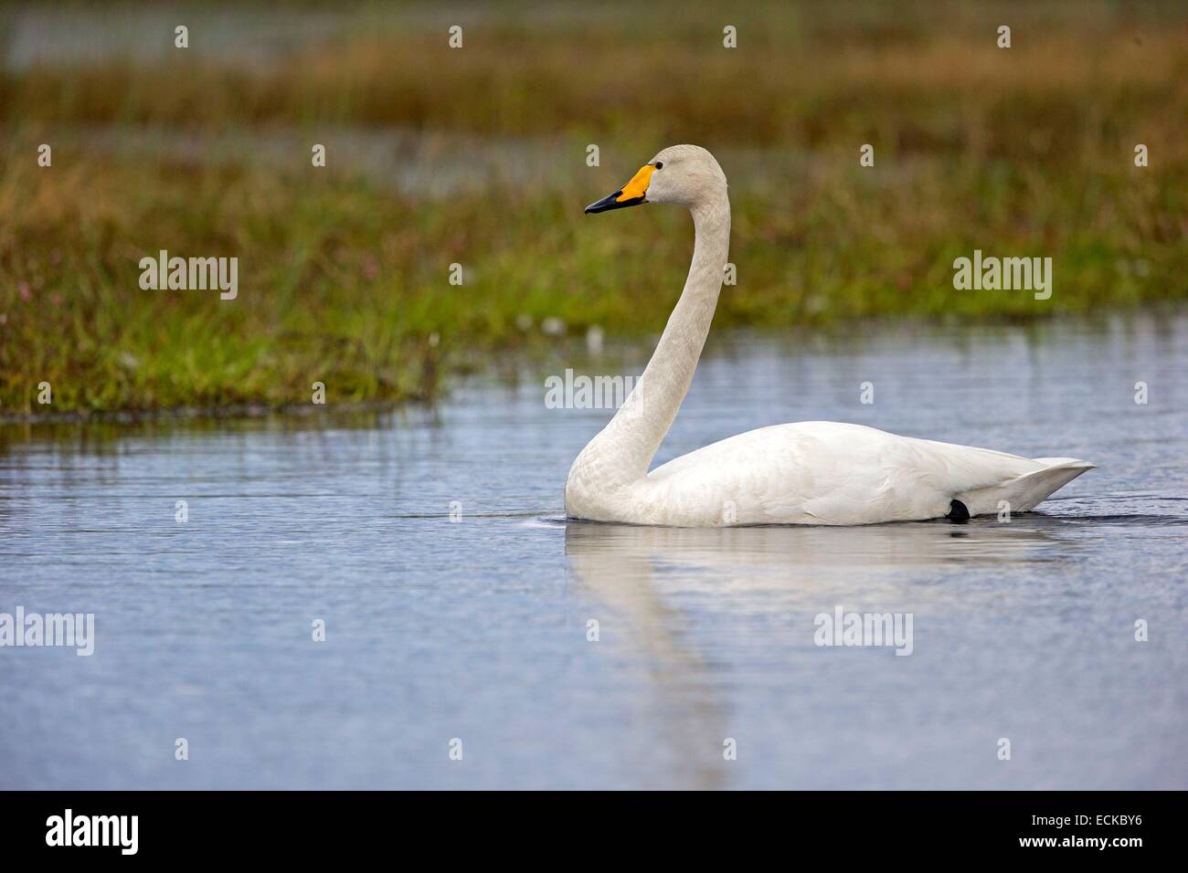 Swan of finland hi-res stock photography and images - Alamy