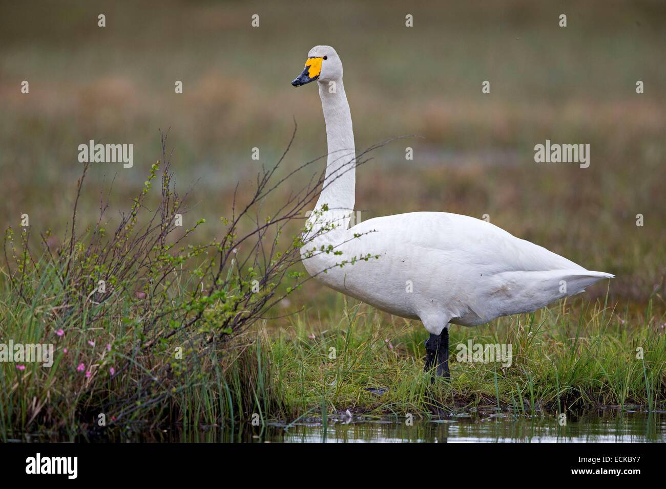 Swan of finland hi-res stock photography and images - Alamy