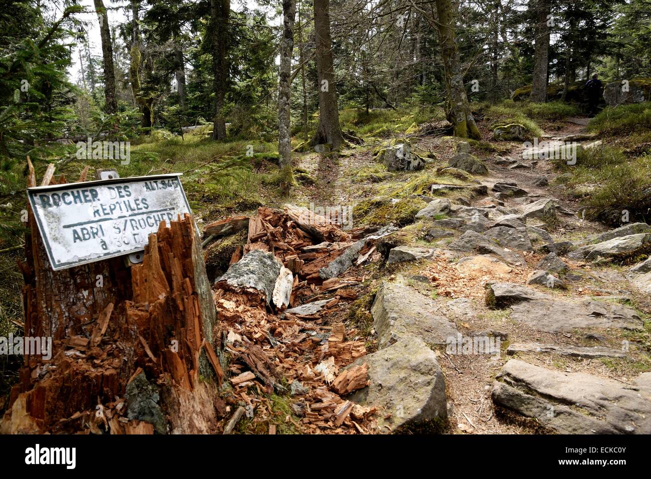 France, Haut Rhin, Thannenkirch, Taennchel mountain, Rocher des ...