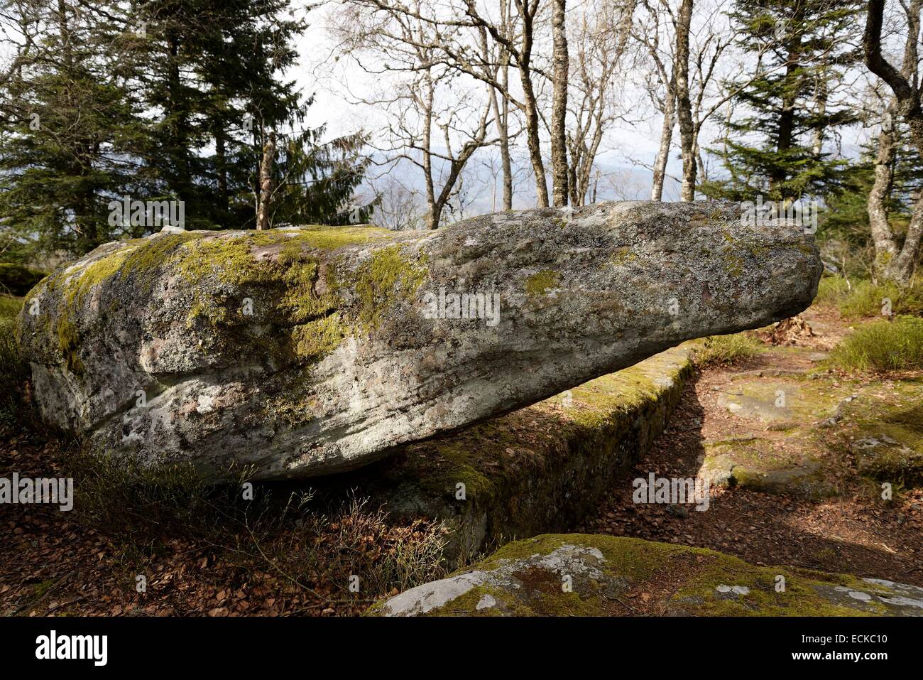 France, Haut Rhin, Thannenkirch, Taennchel mountain, Rocher des ...