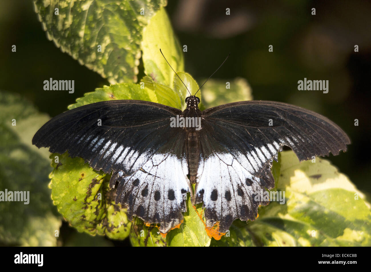 The Common Mime (Papilio clytia), butterfly Papilionidae : Swallowtails ...