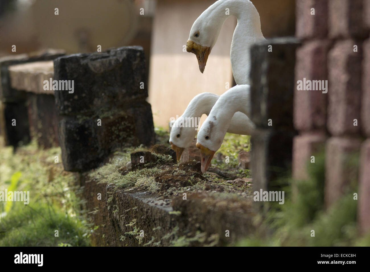 White Goose (Anser anser domesticus or Anser cygnoides), Coastal ...