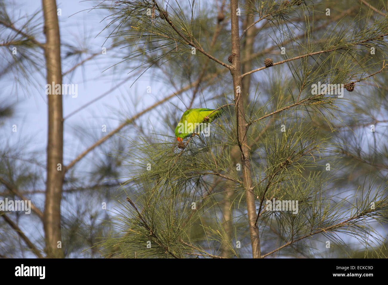 Green parrot with long tail hi-res stock photography and images - Alamy