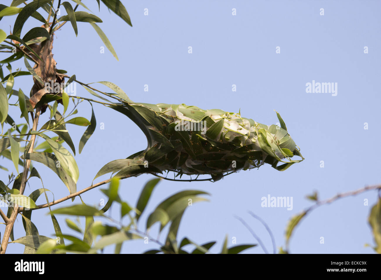 Weaver ants nest hi-res stock photography and images - Alamy