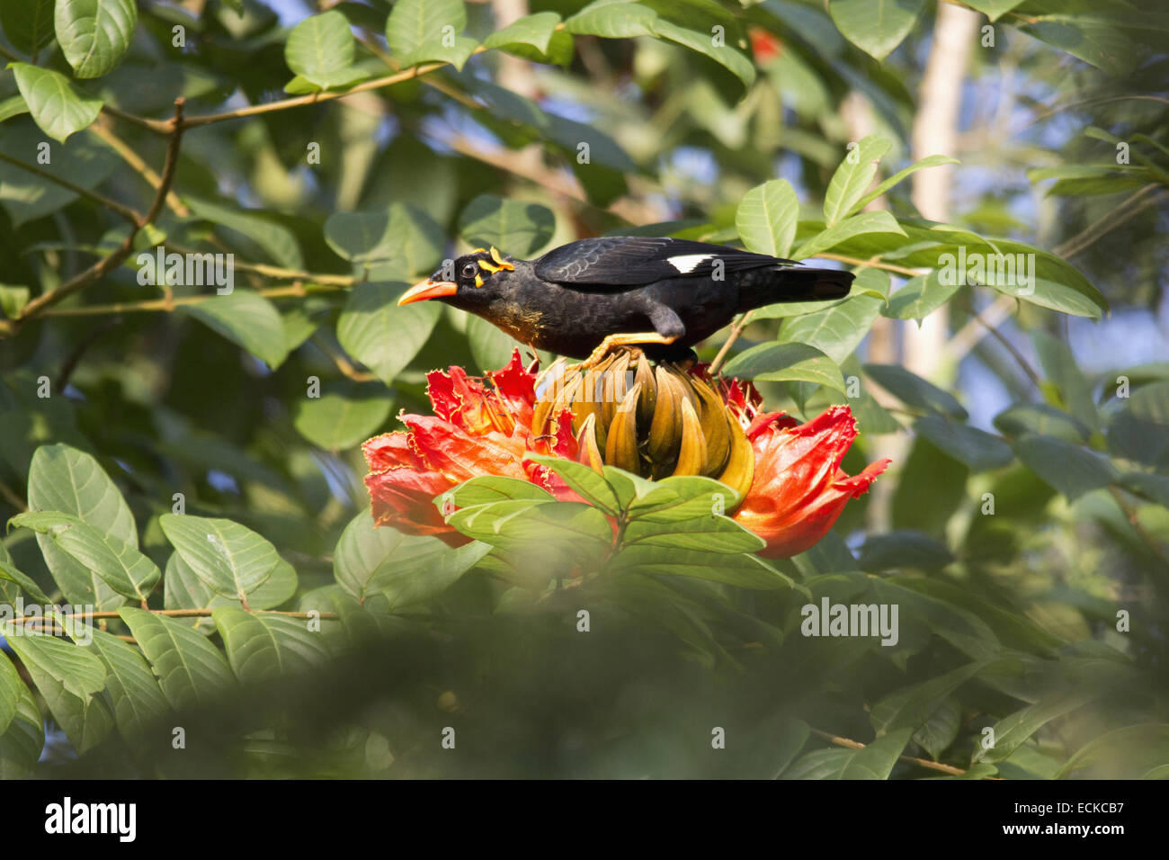 The common hill myna (Gracula religiosa), sometimes spelled "mynah ...