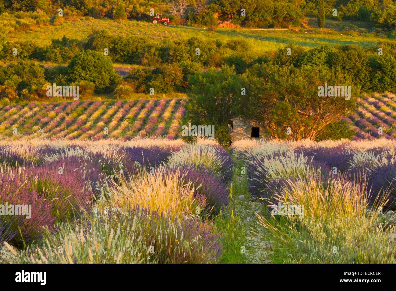 France, Vaucluse, Sault, lavender field Stock Photo - Alamy
