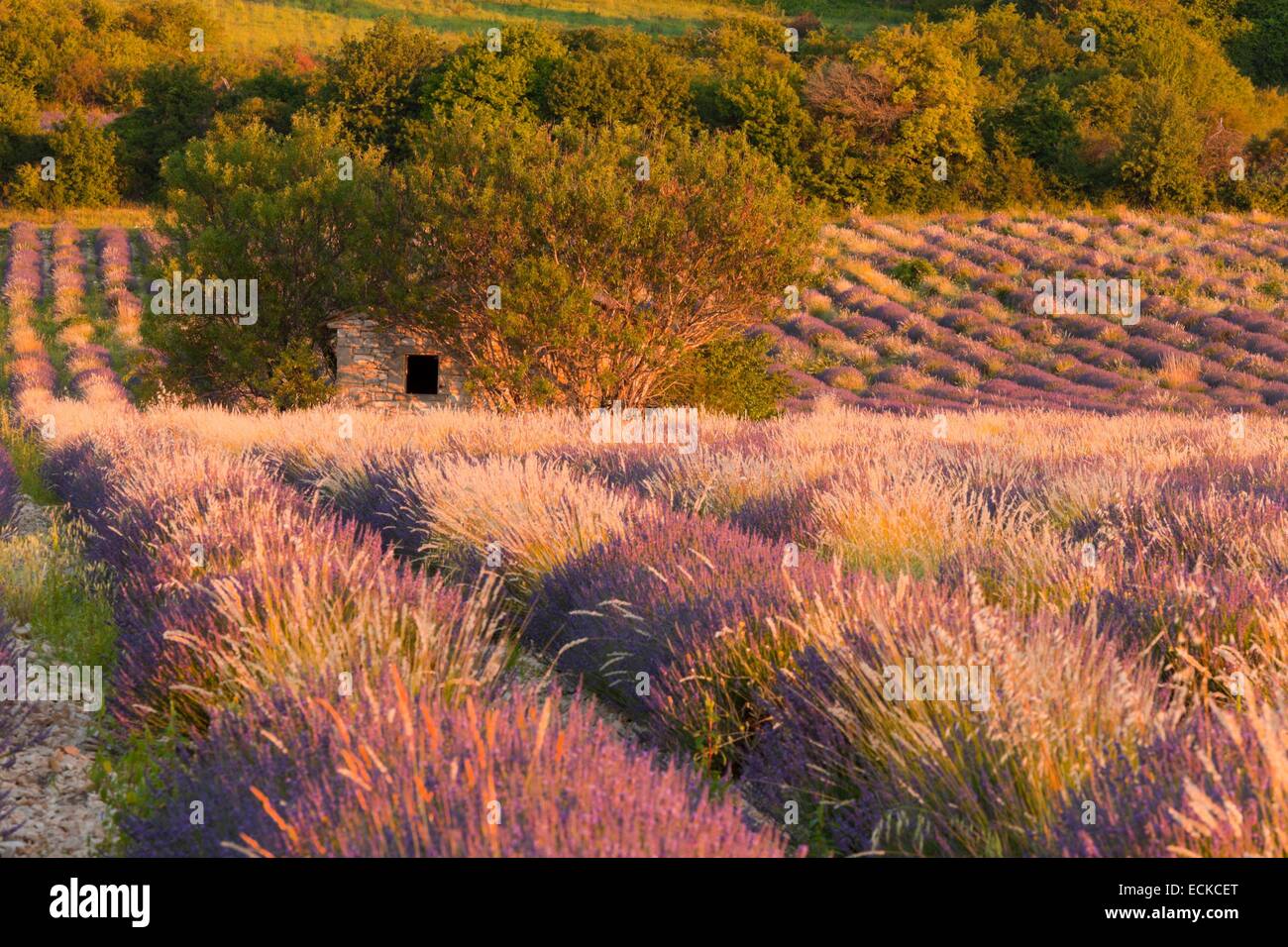 France, Vaucluse, Sault, lavender field Stock Photo - Alamy