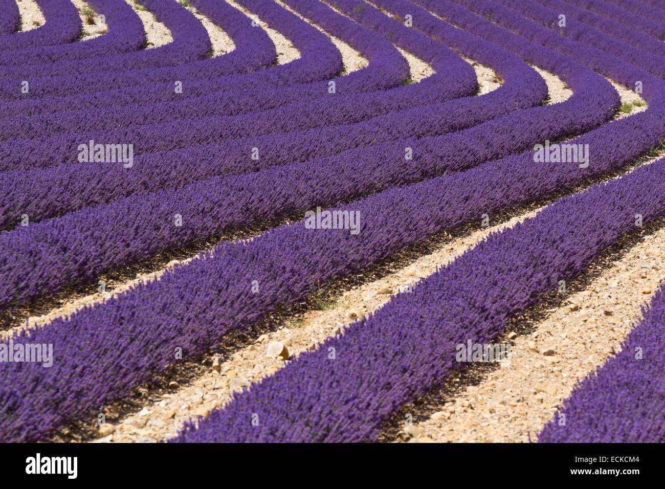 France, Vaucluse, Sault, lavender field Stock Photo - Alamy