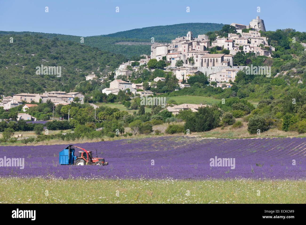 France, Alpes de Haute Provence, Simiane la Rotonde, lavender field ...
