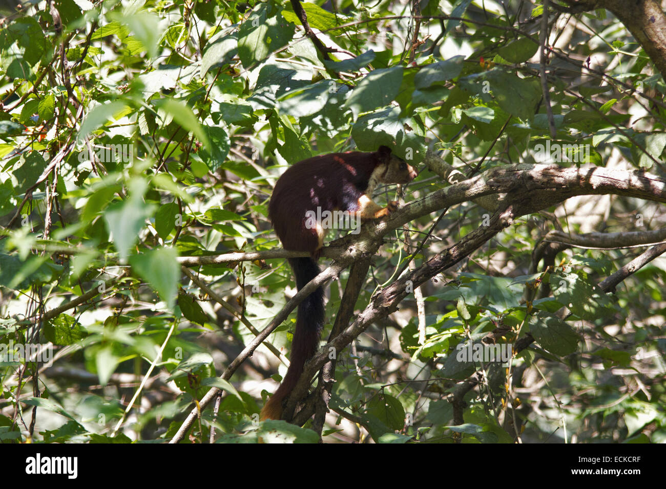 Indian giant squirrel ratufa indica hi-res stock photography and images ...