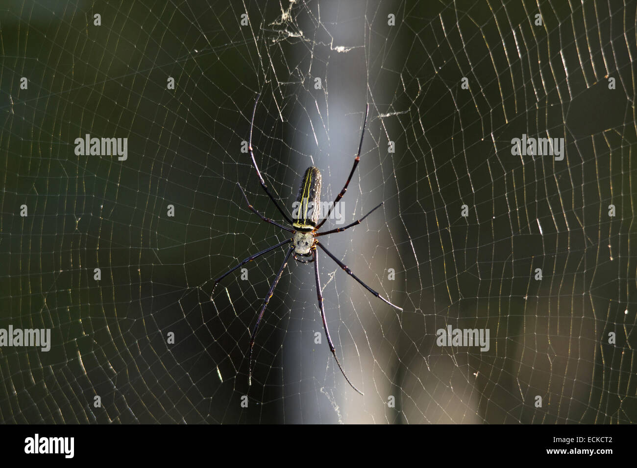 Giant spider, Heteropoda maxima, Heteropoda genus. Dandeli national ...