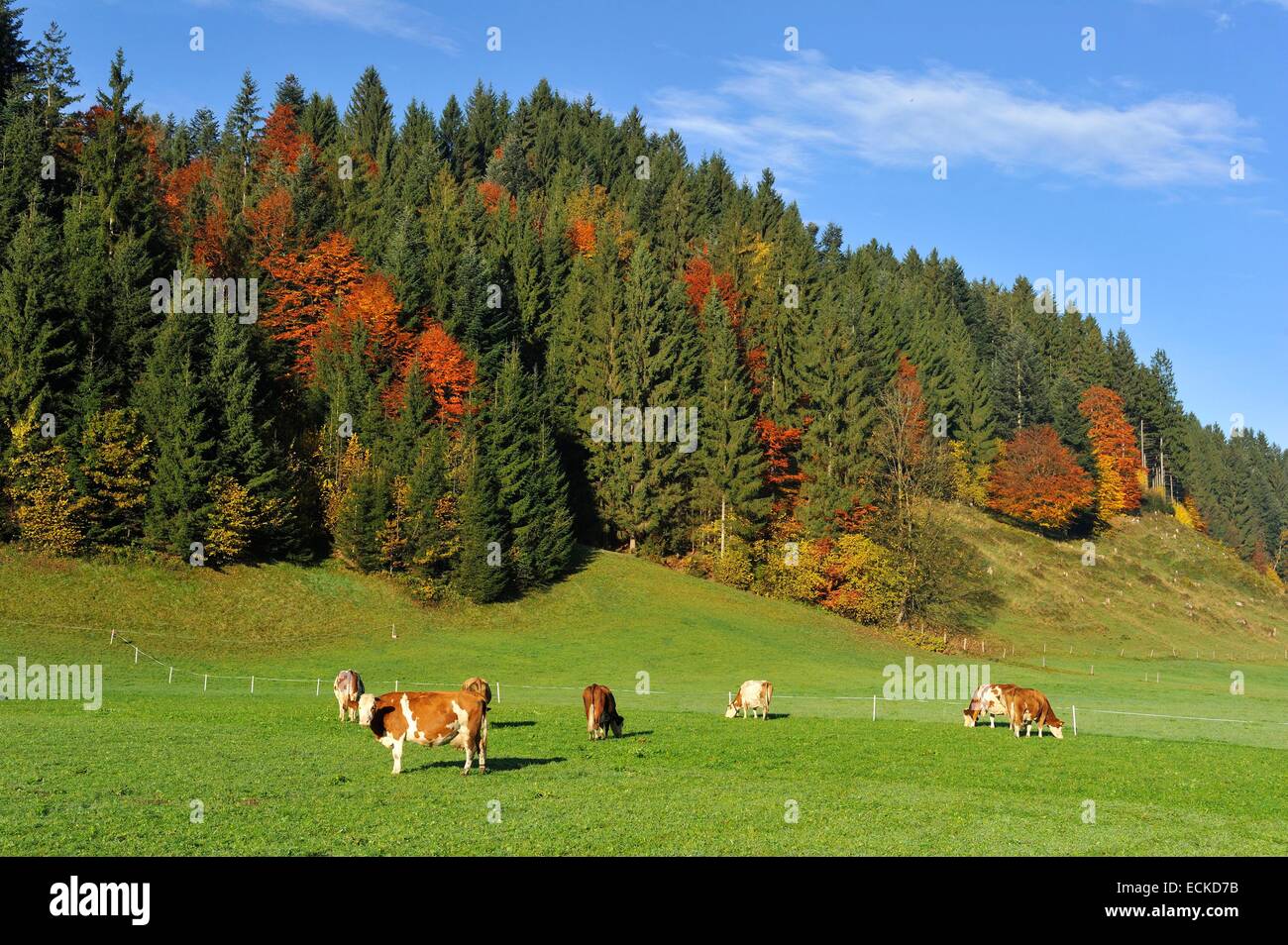 Austria, Tyrol, Oberndorf im Tyrol, Alpine scenery Stock Photo - Alamy