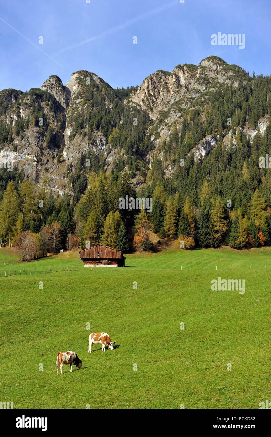 Austria, Tyrol, Alpbach, Alpine scenery and cottage Stock Photo - Alamy