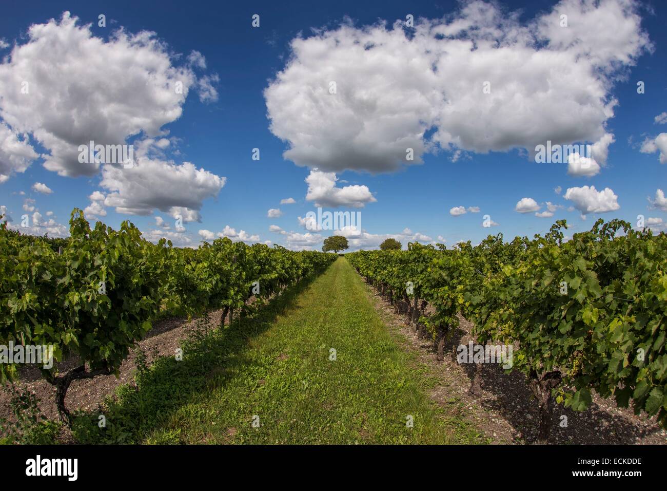 France, Charente, Cognac vineyard Stock Photo - Alamy