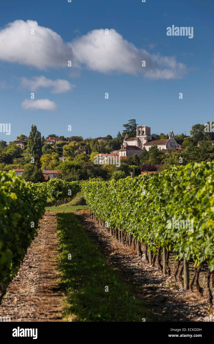 France, Charente, Cognac vineyard Stock Photo - Alamy