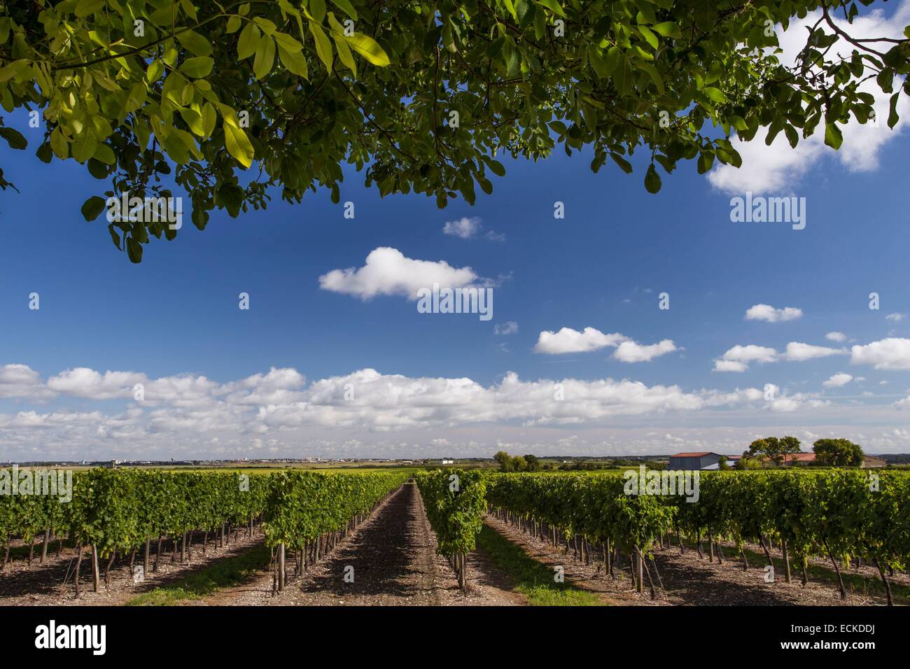 France, Charente, Cognac vineyard Stock Photo - Alamy