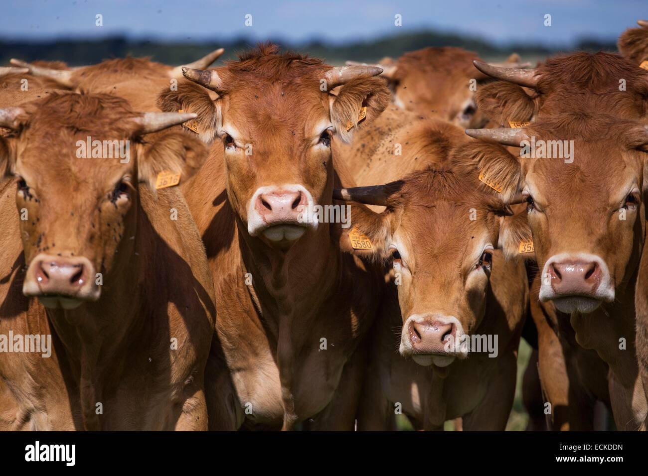Charente limousine hi-res stock photography and images - Alamy