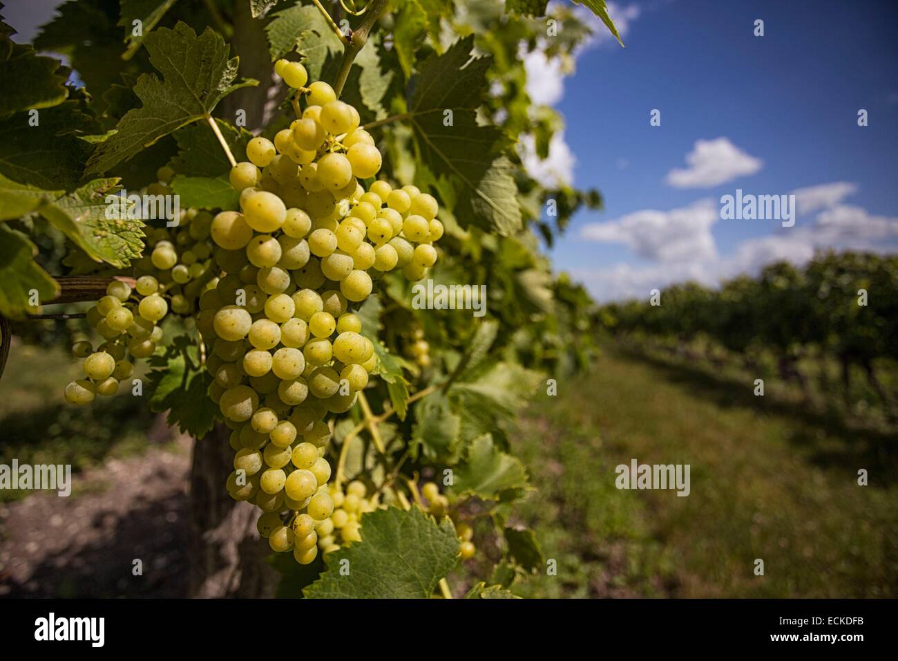 France, Charente, Cognac vineyard Stock Photo - Alamy