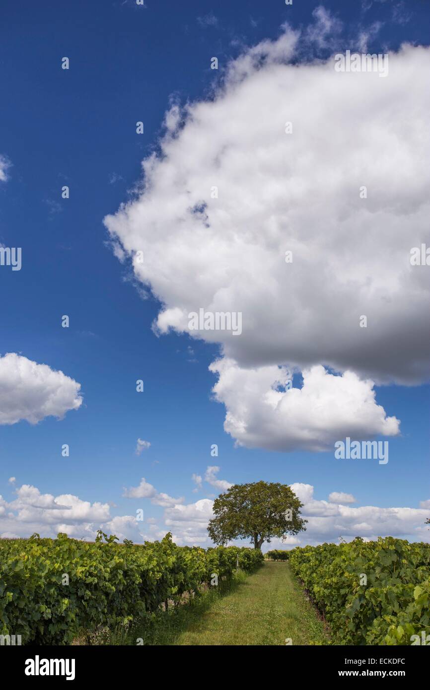 France, Charente, Cognac vineyard Stock Photo - Alamy