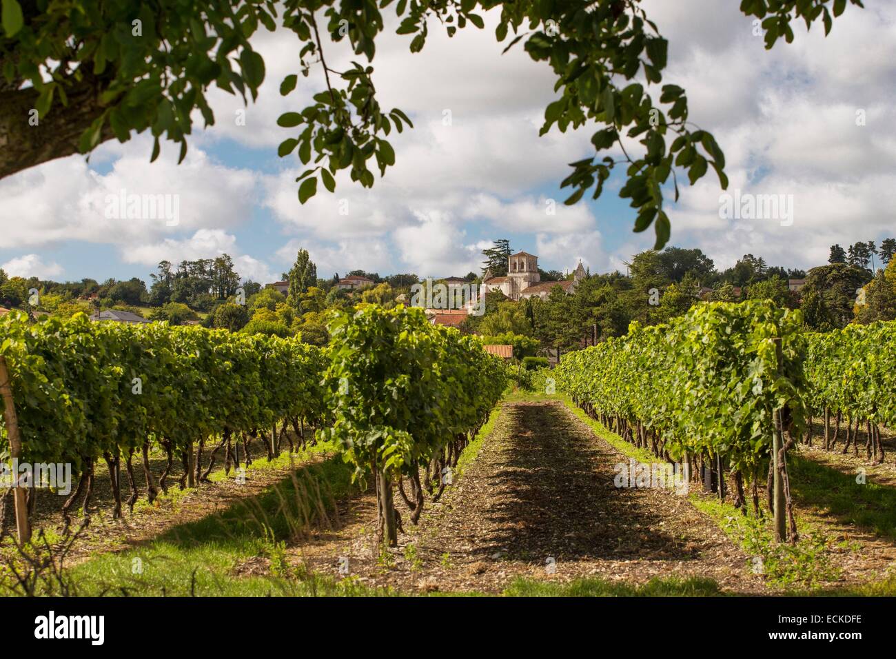 France, Charente, Cognac vineyard Stock Photo - Alamy